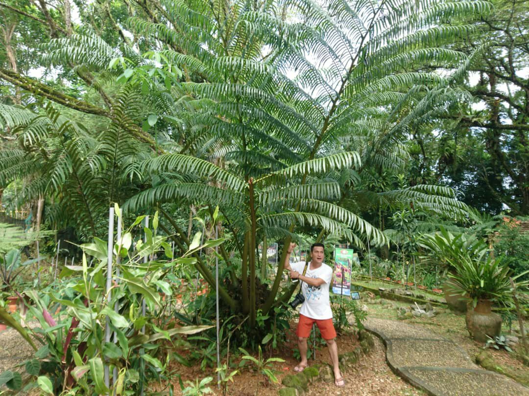 Padawan Pitcher Plant Garden – Kuching – Dayak Wanderer